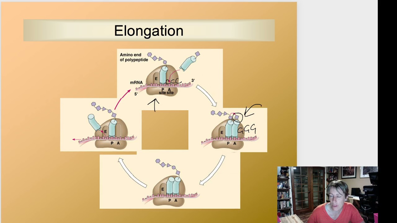 Understanding the Three Stages of Translation: Initiation, Elongation ...