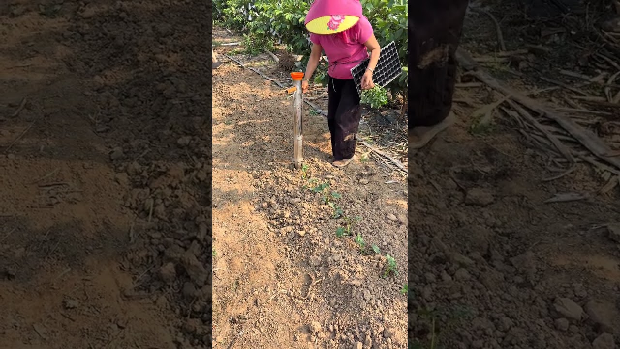 Effortless Seedling Planting: Your Ultimate Agricultural Tool Guide