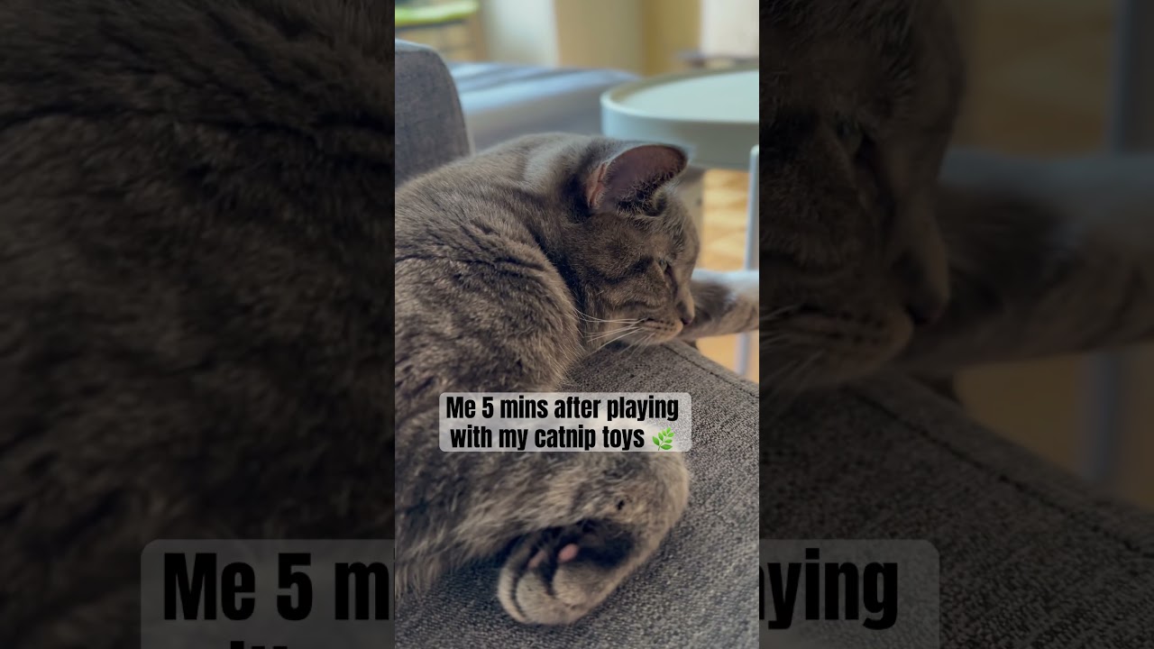 Link on Linktree and comments #cat #cats #viralcat #affiliatemarketing