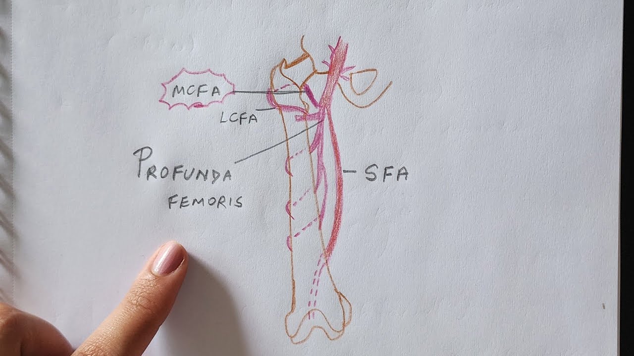 Intro - Gracilis muscle flap
