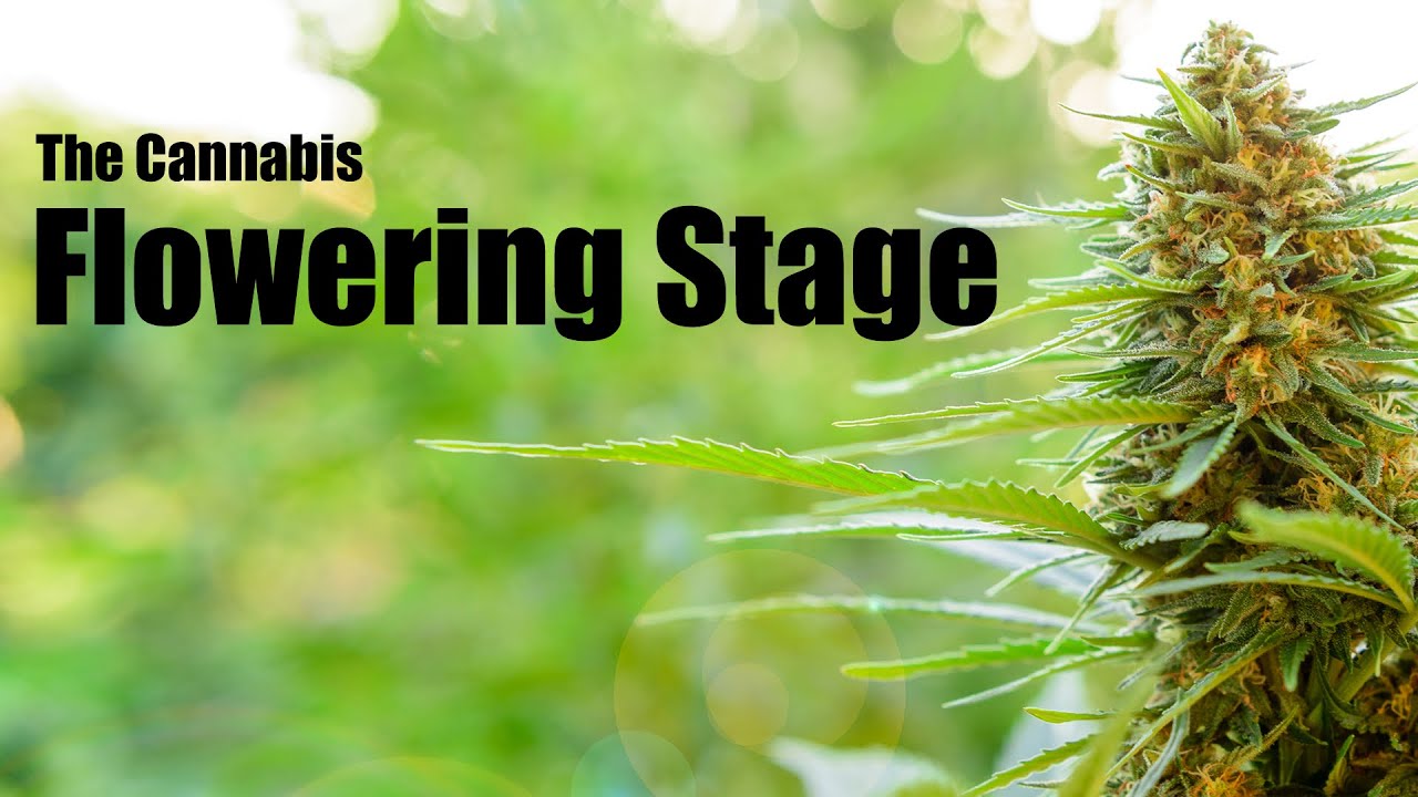 What to Do During the Cannabis Flowering Stage