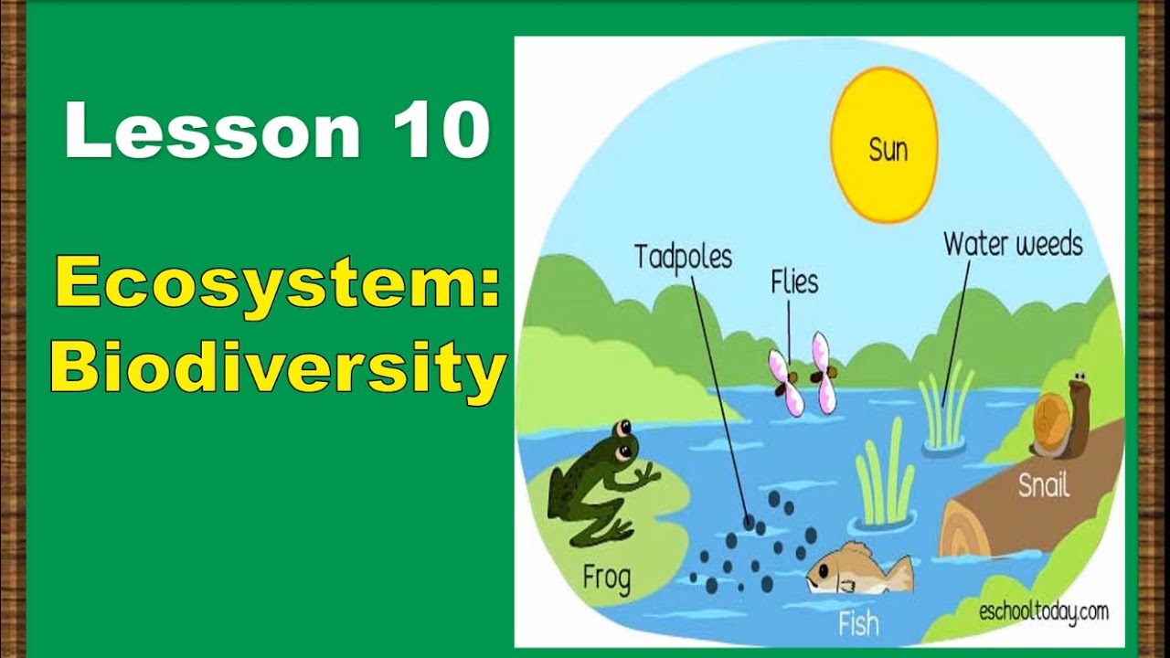 Lesson 10: Ecosystem: Biodiversity