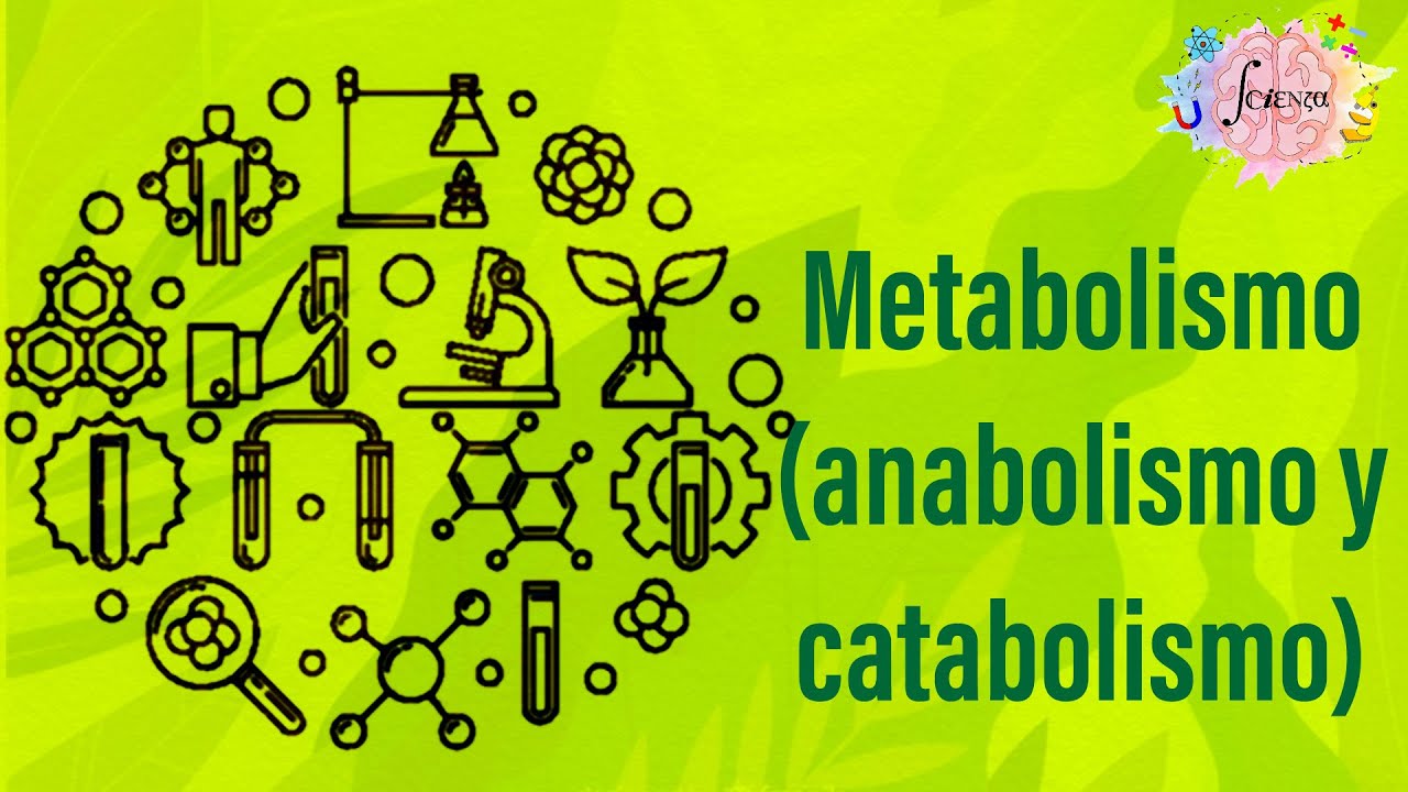 Metabolism (anabolism and catabolism)