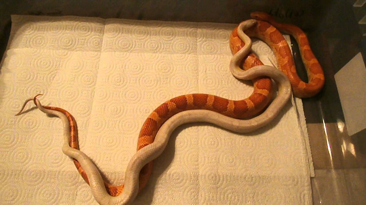 Corn Snake Breeding Behavior Part 1