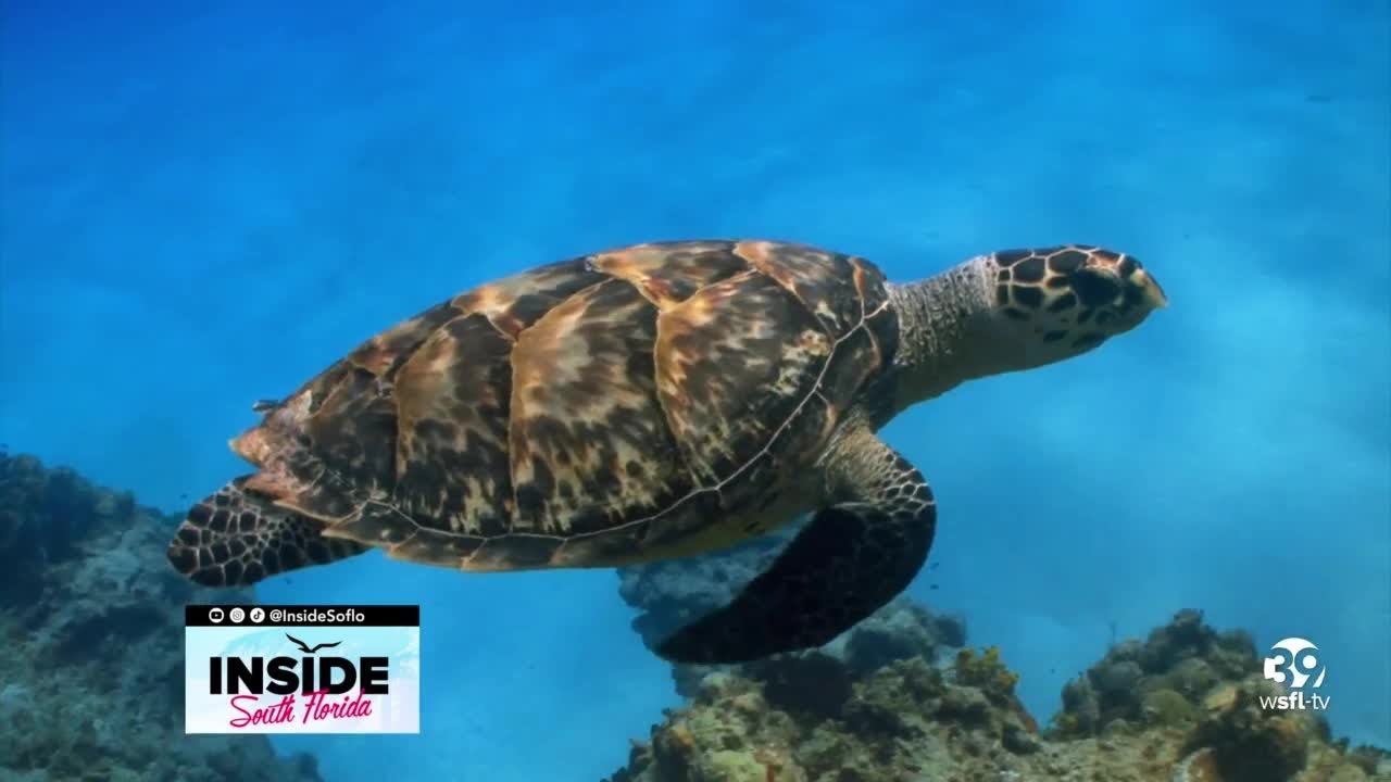 Preserving Marine Life: The National Save the Sea Turtle Foundation's Legacy