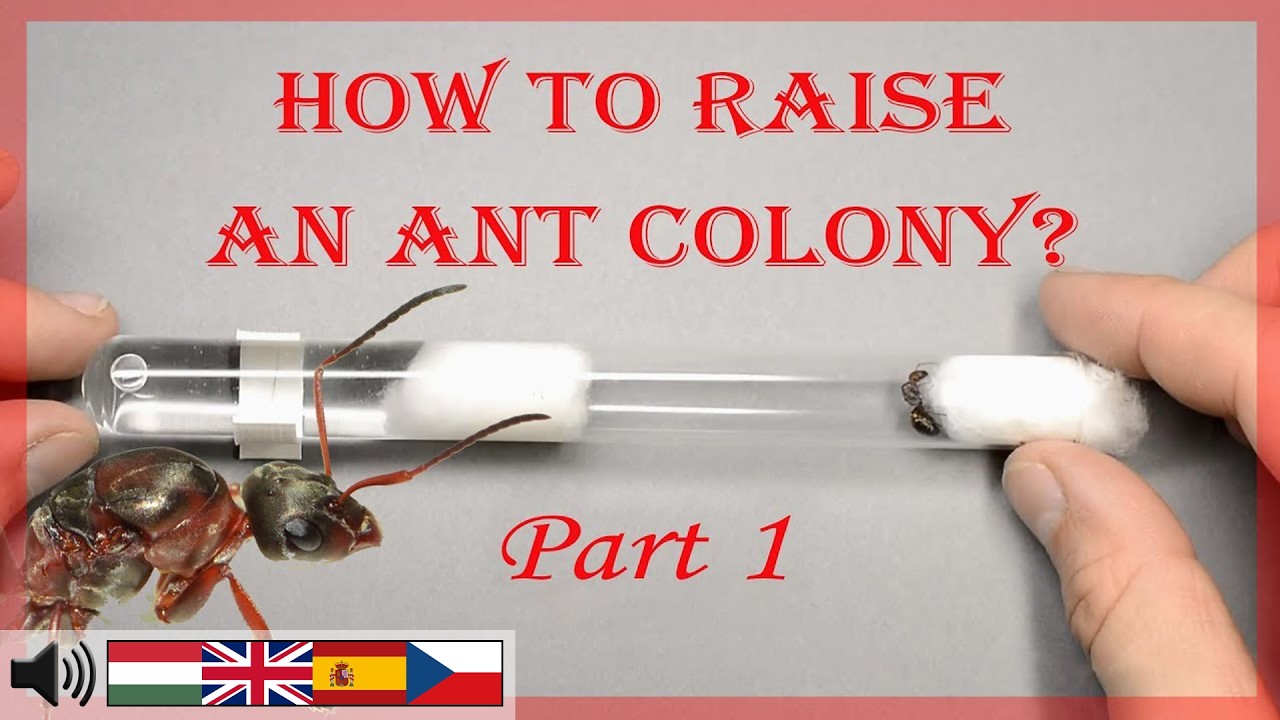How to raise an ant colony? - #1