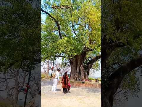 A Natural Wonder: The Ficus Religiosa Tree #shorts #trending #sacredfig #bodhitree