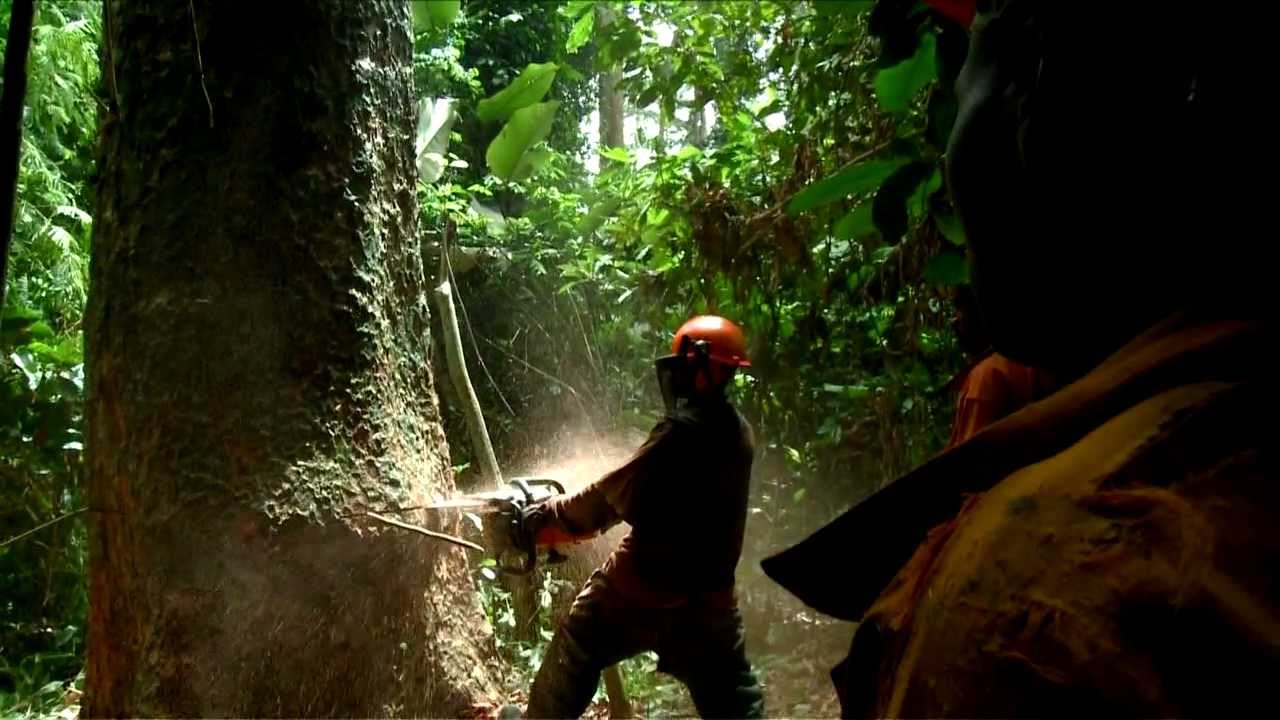 Illegal Logging: The Problem