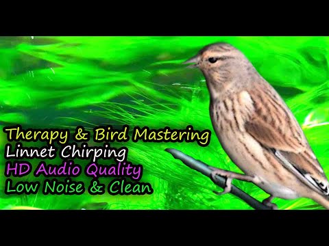 Linnet Bird Song Best HD Audio (Linaria cannabina) for Therapy & Bird Mastering