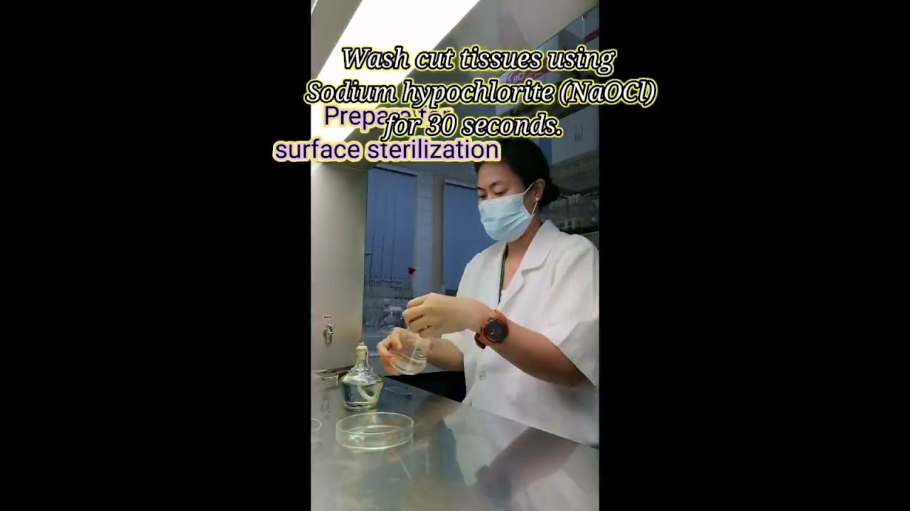 Plant Pathogen Isolation | Methodology | LabLife