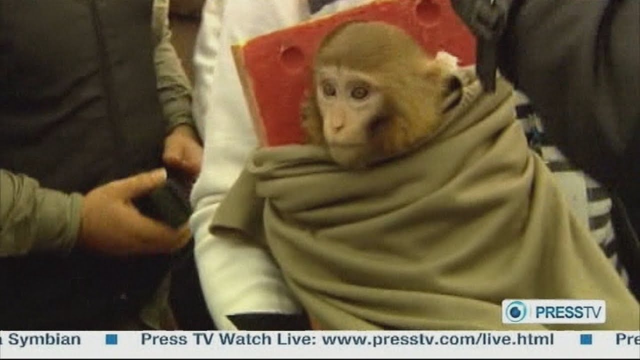 Was Iran space monkey mission faked? 'Before' and 'after' photos appear ...