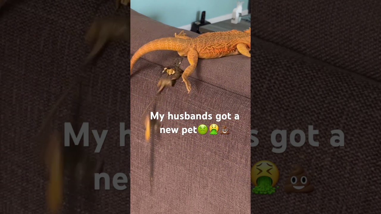 With in first 15 minutes we got her home. 🤮🤢💩😂 #pets #lizard #beardeddragon #poop #reptile #lol