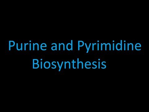 Purine and Pyrimidine Biosynthesis Walkthrough