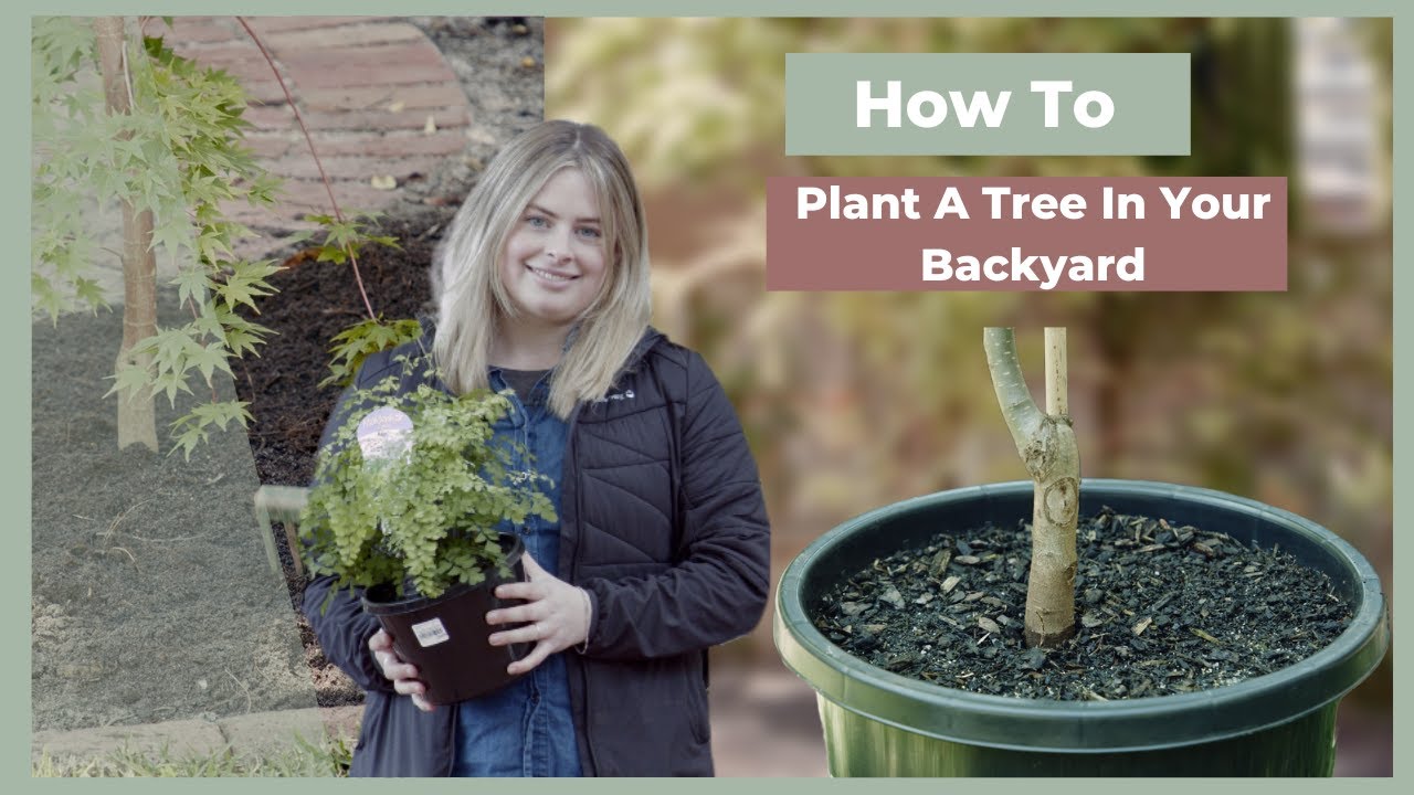 Our Tree Planting Guide | The Greenery Garden & Home