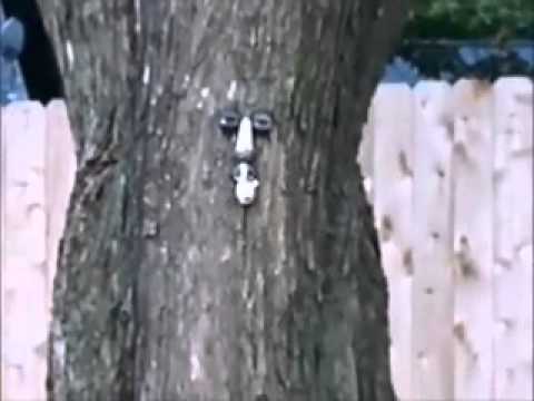 Tree ENT