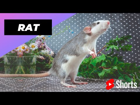 Rat 🐀 One Of The Most Intelligent Animals In The World #shorts