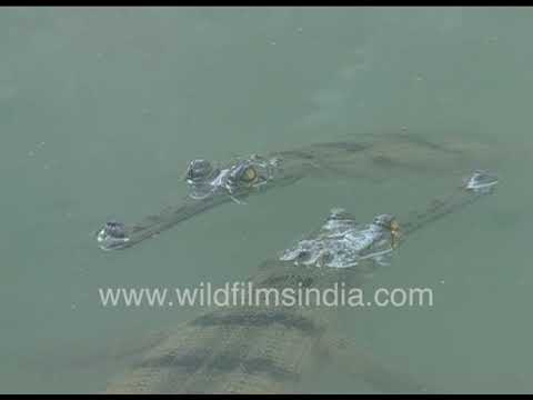 Gharial Breeding Centre at National Chambal Sanctuary