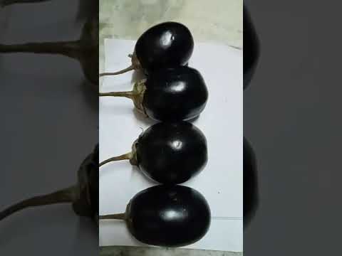 Dream about eggplant or Brinjal selling meaning in english #Shorts