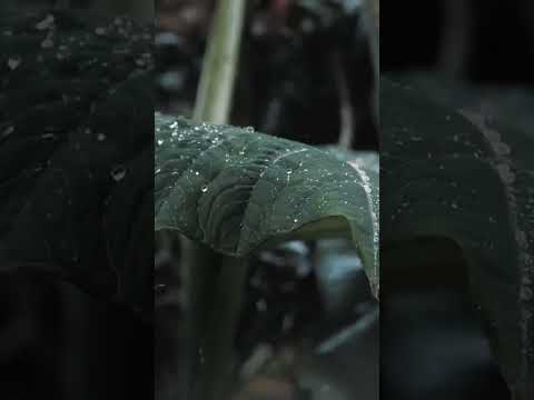 mazhaa.. #song #music #love #spotify #rain #romantic #lofi