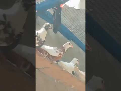 Indian kabutar sale mobile 9268643585 Resing pigeons colour full pigeons good quality location delhi