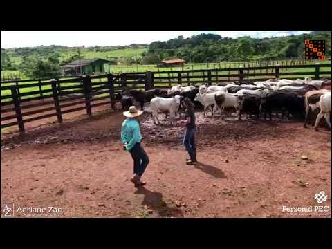 Nada nas Mãos com GERAR no MT (2)