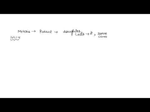 Draw what is occurring during each phase of mitosis and cytokinesis. Under each picture, label the …