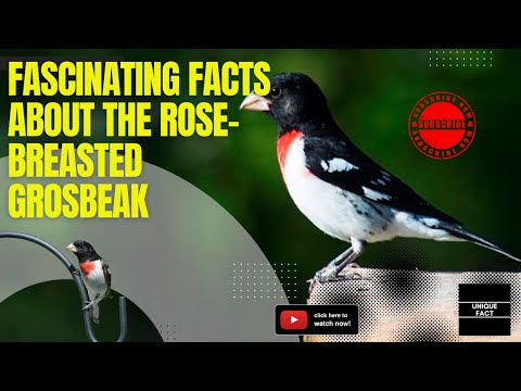 Discovering the Beauty and Fascinating Facts of the Rose-breasted Grosbeak