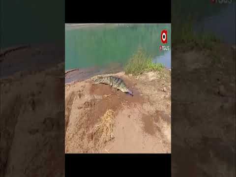 Gharial animal, why is the gharial endangered | gharial critically endangered #Shorts