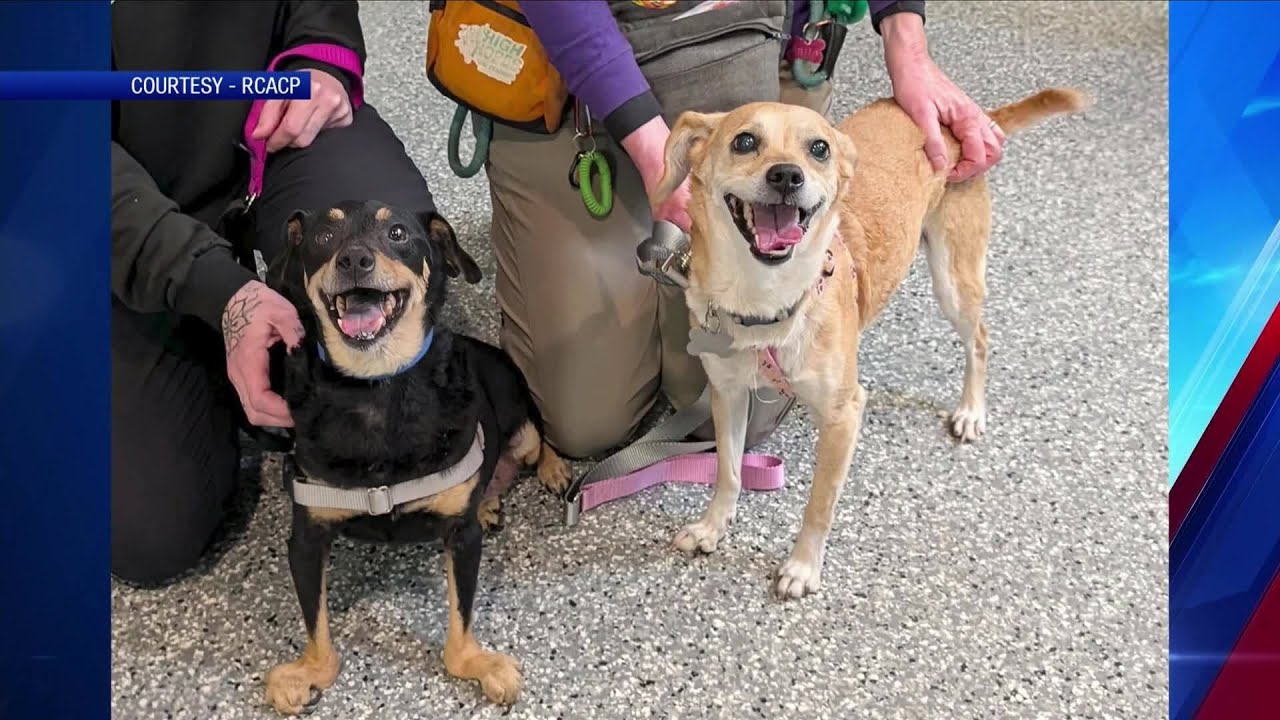 Furry Friends: Meet Prissy and Bucky