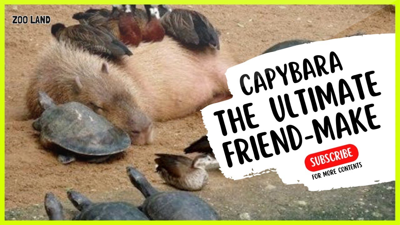 Why Do Animals Like Capybaras So Much?