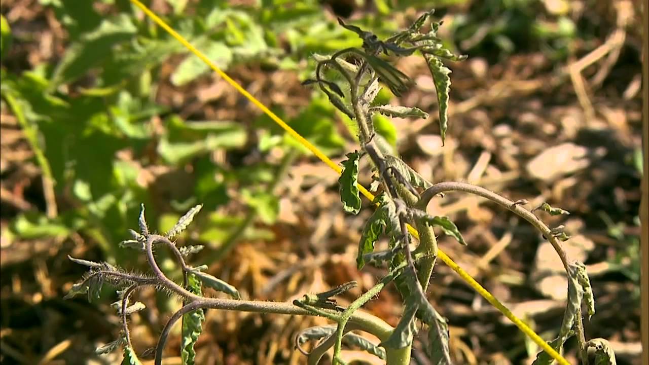 IPM: Scouting for Pests