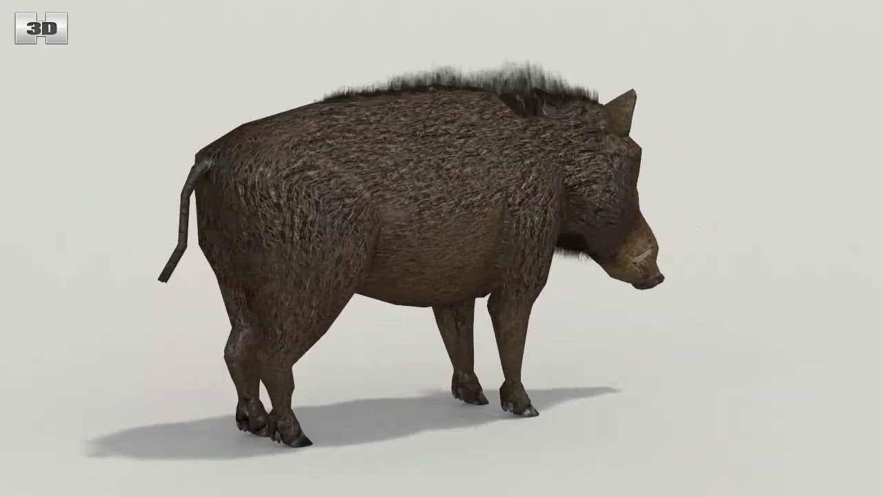 Hog Low Poly 3D model by 3DModels.org