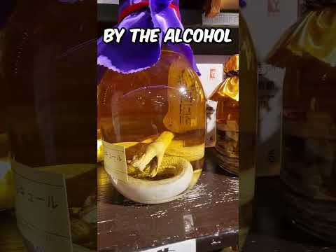Japan's Craziest Alcoholic Drink Habushu Snake Alcohol #shorts #japan