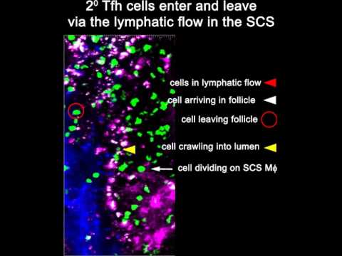 Follicular Memory T Cells