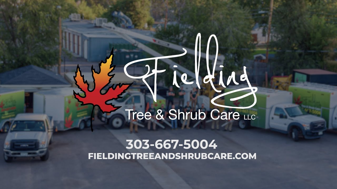 Fielding Tree Care - Arborists Near Denver & Littleton Colorado
