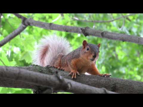 Squirrel Appreciation Day – Giant Beavers and Moore