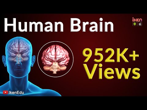 Human Brain Animation - Learn Anatomy Of Human Brain Video Lecture ...