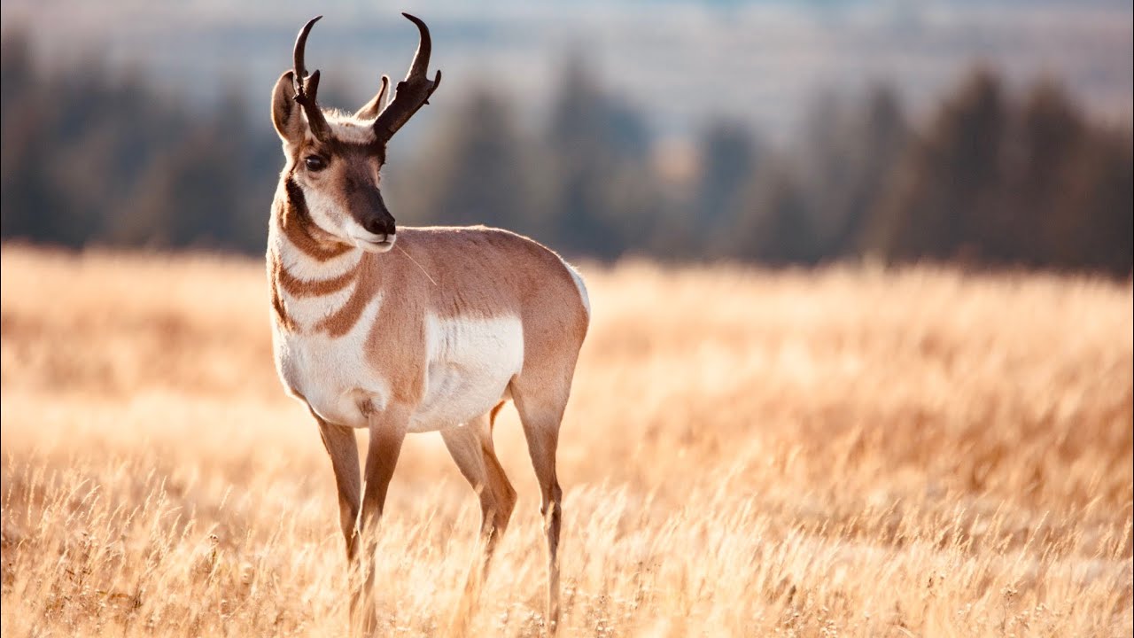 5 Fun Facts About The Pronghorn