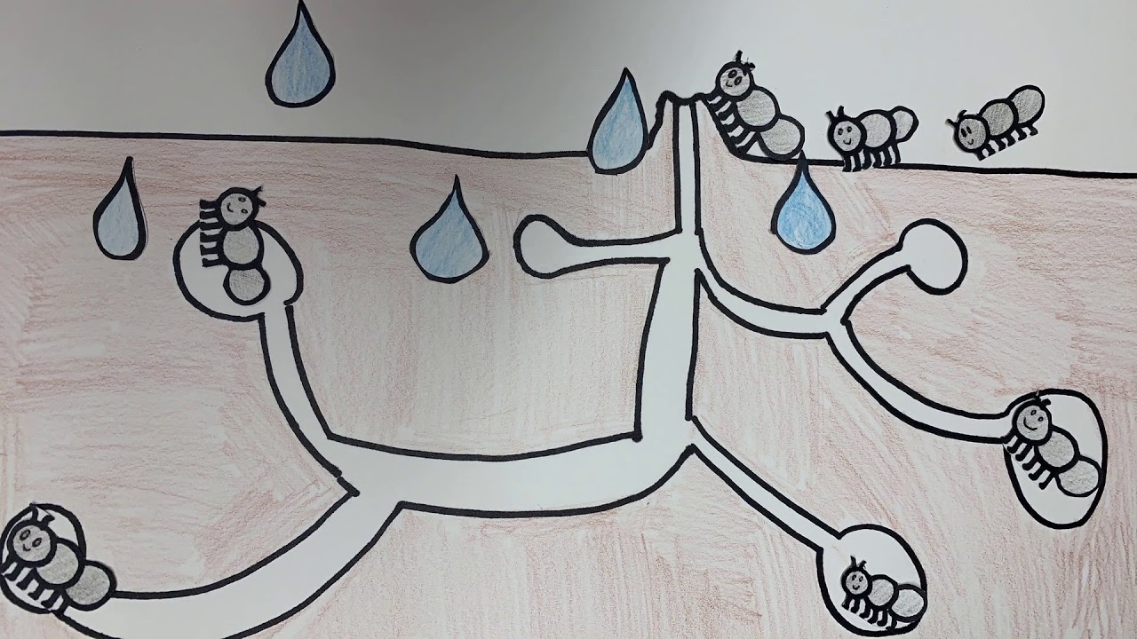 How do ants survive rain?