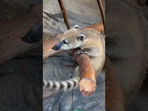 #throwbackthursday to when our coatis were inquisitive zooborns! #shorts #coatis