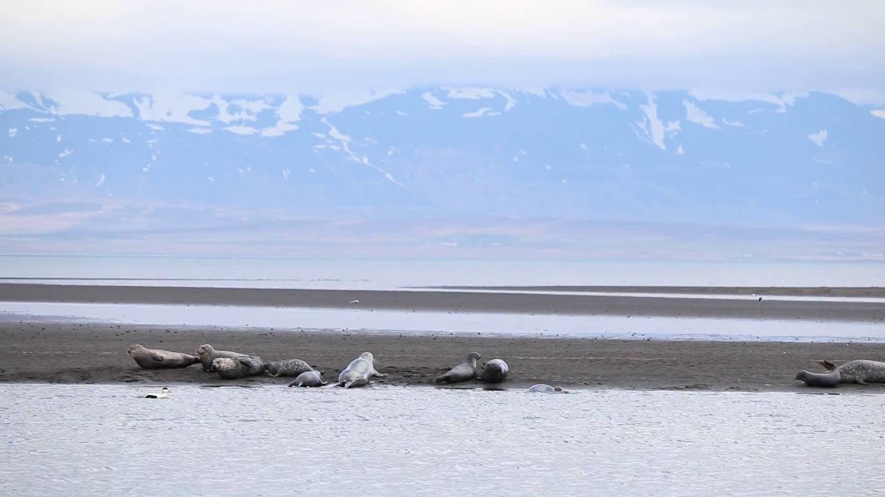 Icelandic Harbour Seals - Raw Footage