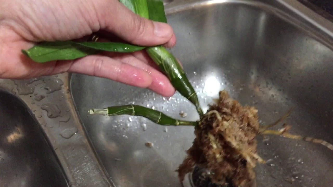 Mealybugs and Scale on Dendrobium Orchid