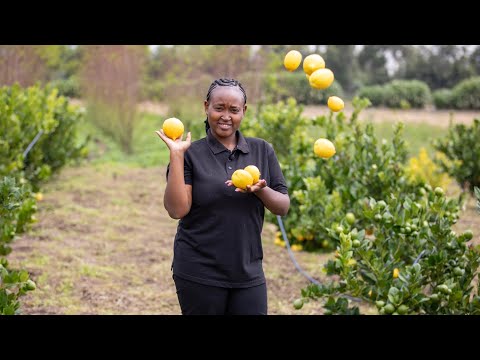 FROM PLANTING TO EATING THE JUICY LEMON