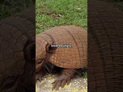 Amazing Facts About Armadillos You May Not of Know!