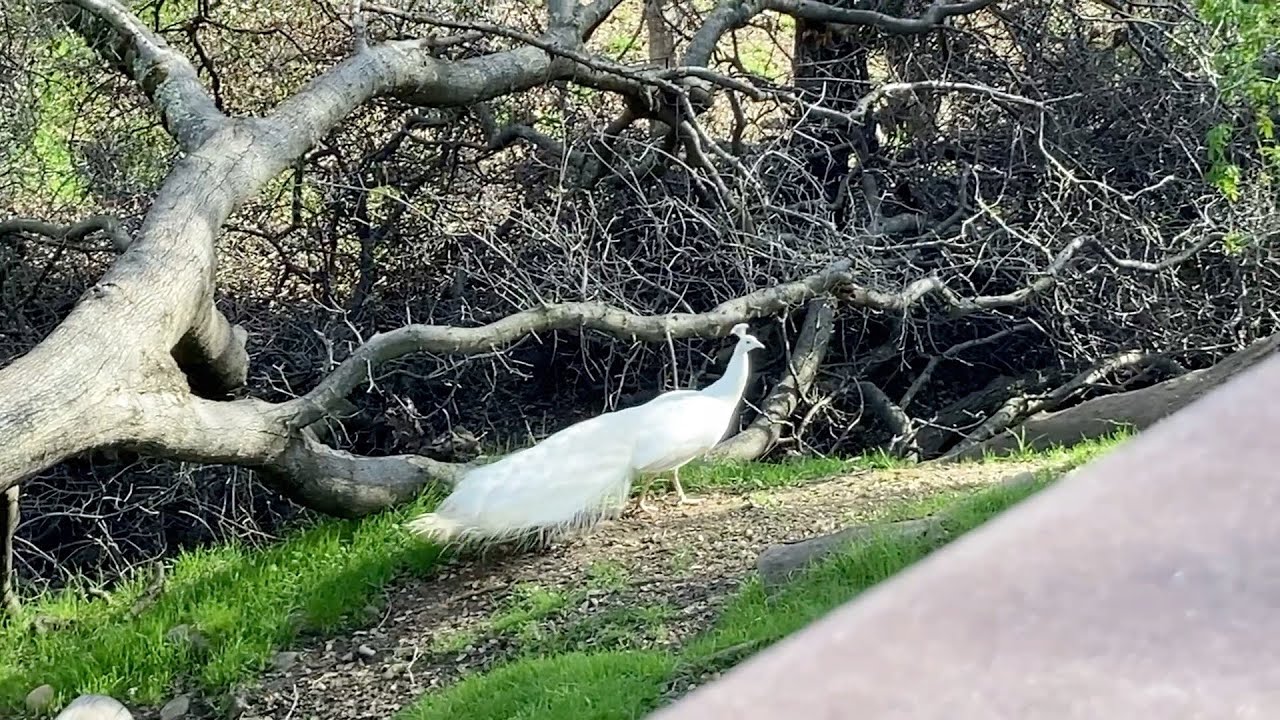 White (Albino) Peacock