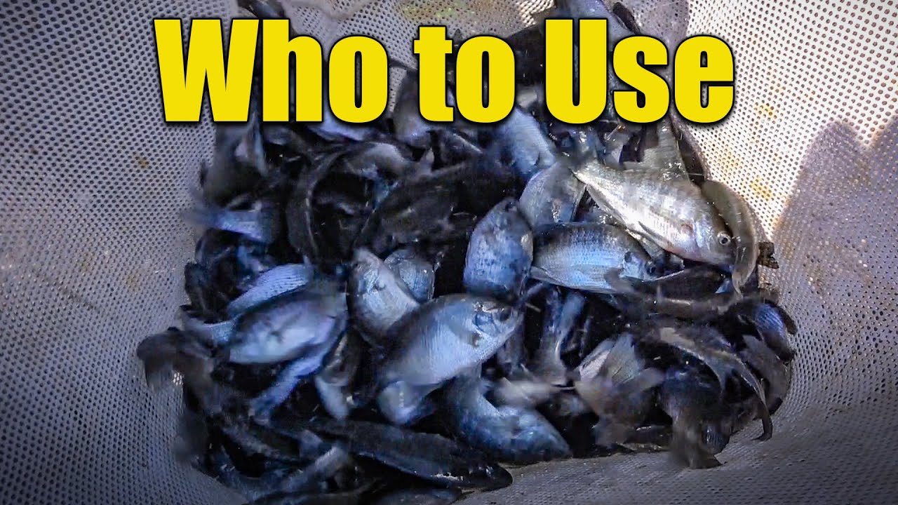 Stocking Pond with Bluegill and Bass