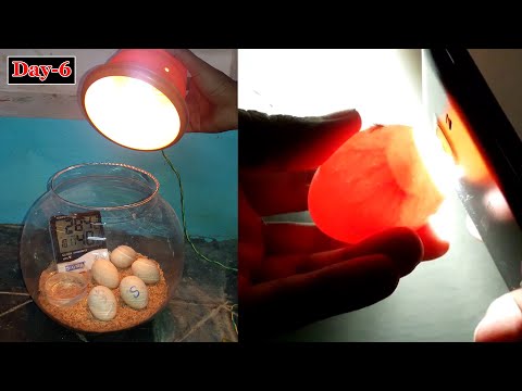 Incubator Day-6 | Candling Eggs | Candling Chicken Eggs