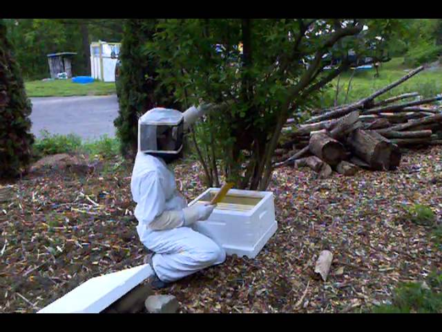 Bee Yard Updates
