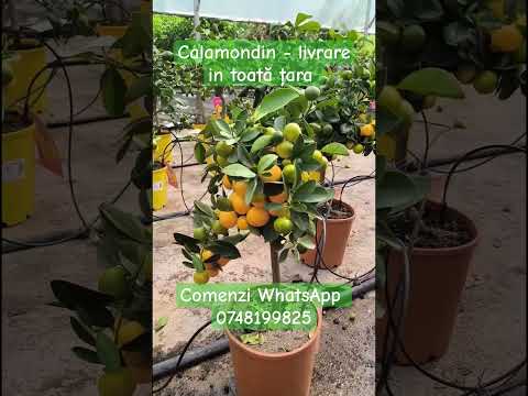 Calamondin la ghiveci cu livrare in toată țara #calamondin #citrici