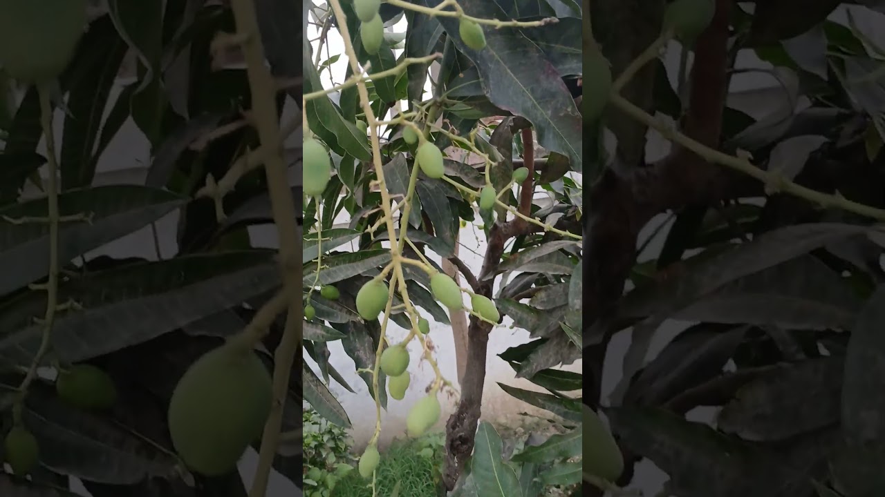 #aanewalapal_janewala_hai #Kishorkumar  #mangosession